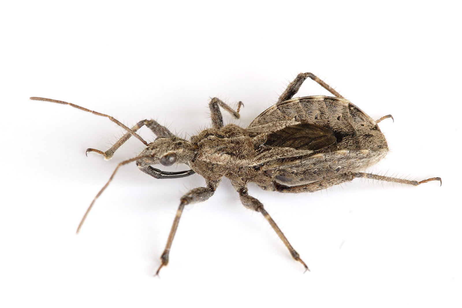 8 Freaky Malaysian Bugs that escaped from a Horror Film