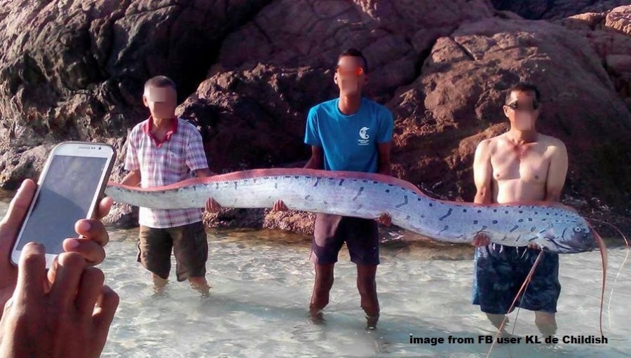Is this weird fish found at Pulau Redang some kinda warning? [UPDATED]
