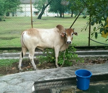 26,000 cows this Hari Raya Haji? How our country handle them la?