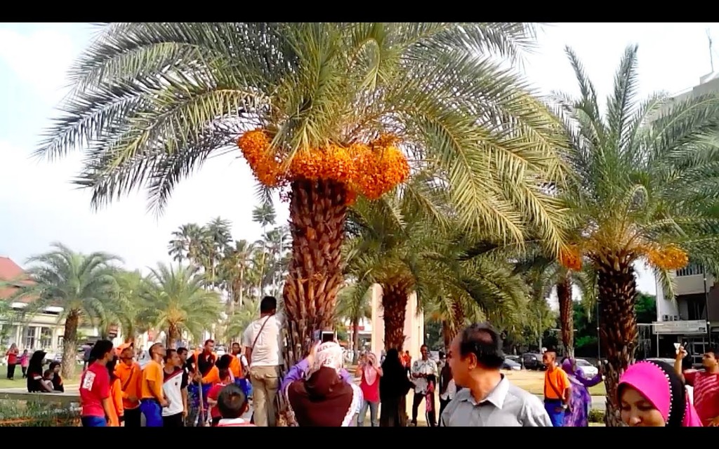 Did this RM180,000 tree in Terengganu really die, or did it just ...