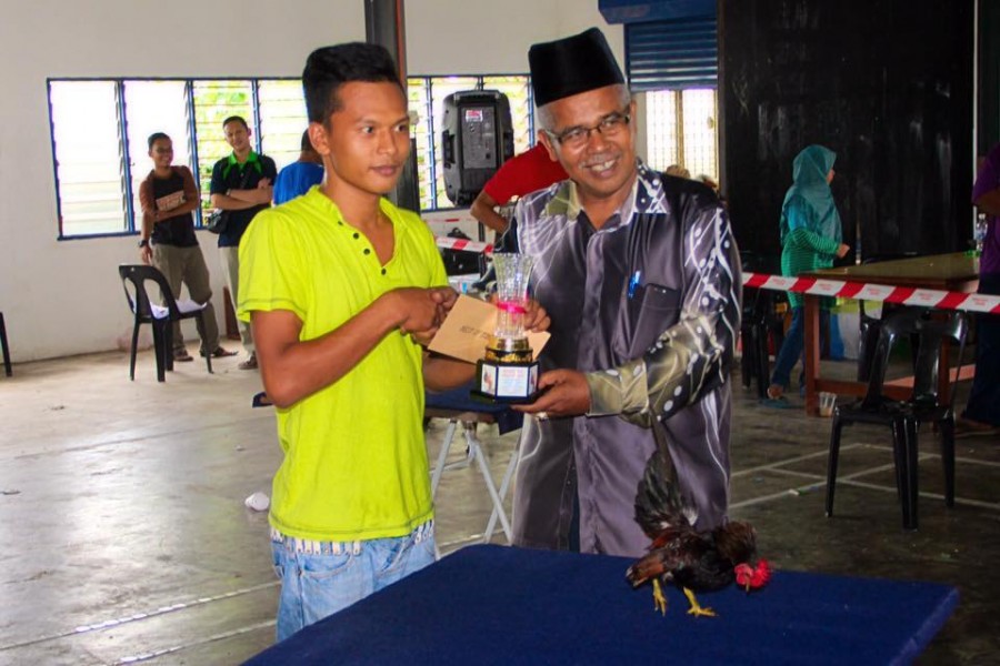 Malaysian Serama chicken beauty pageant featured on BBC