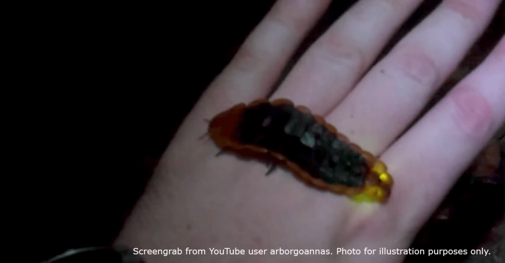 The world’s biggest fireflies are in… TTDI!? (And you can see them this ...