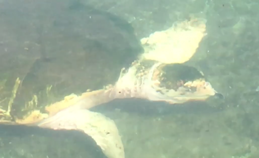 Netizens freaking out over video of turtles eating each other at ...