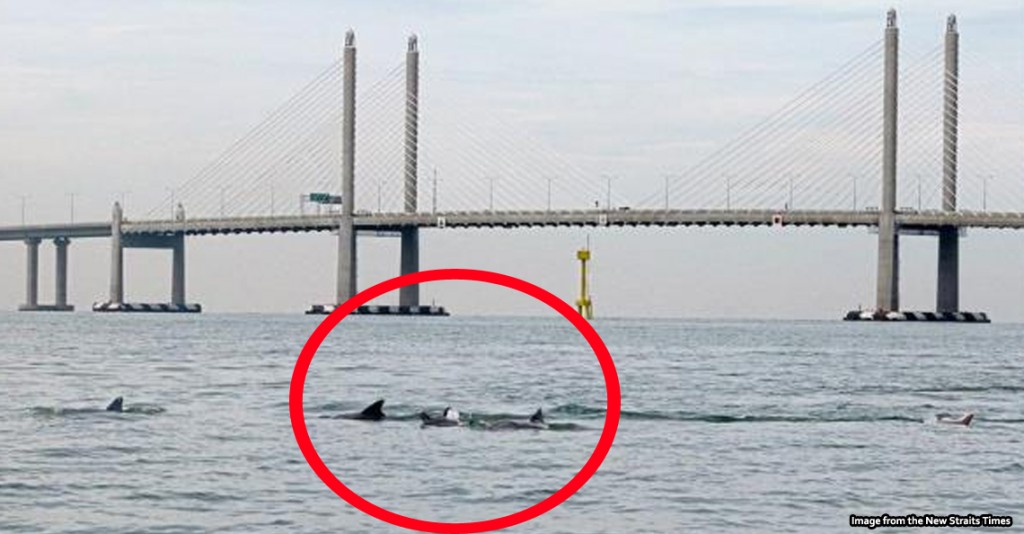 Dolphins have been appearing in Penang lately… but where are they ...
