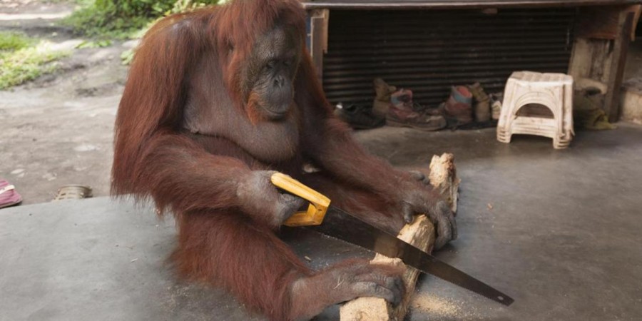 Why are these Orangutans washing clothes and sawing wood in the jungle?!