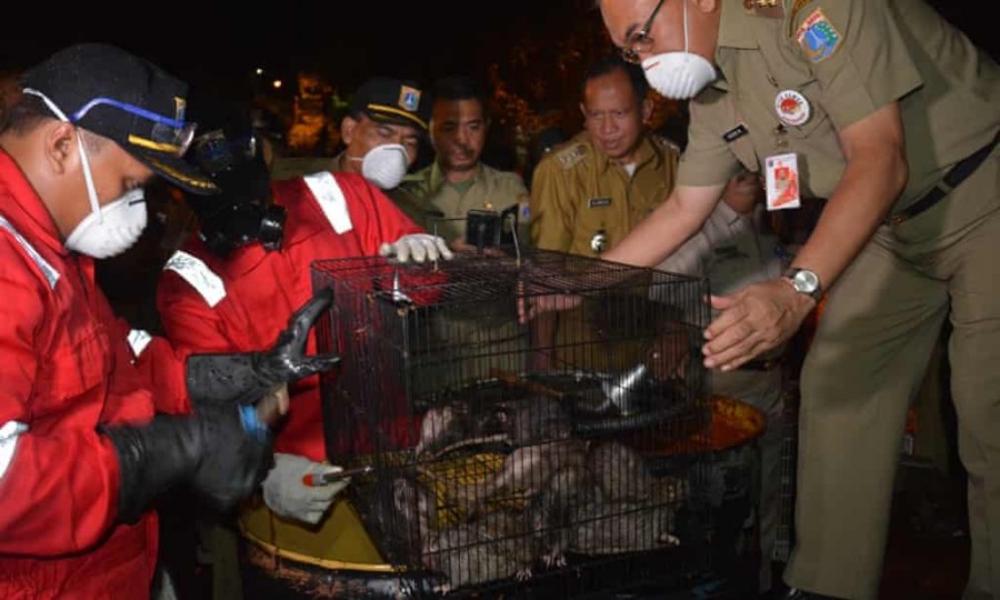 DBKL is paying Malaysians to catch… RATS?! Here’s how much you can ...