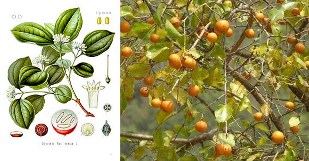 Ipoh was named after this tree… and it can probably kill you.