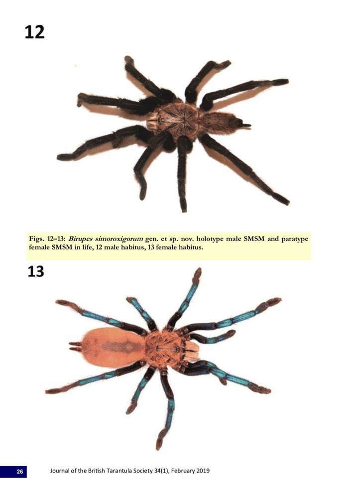 UK collectors found a new species of spider in Sarawak, and… illegally ...