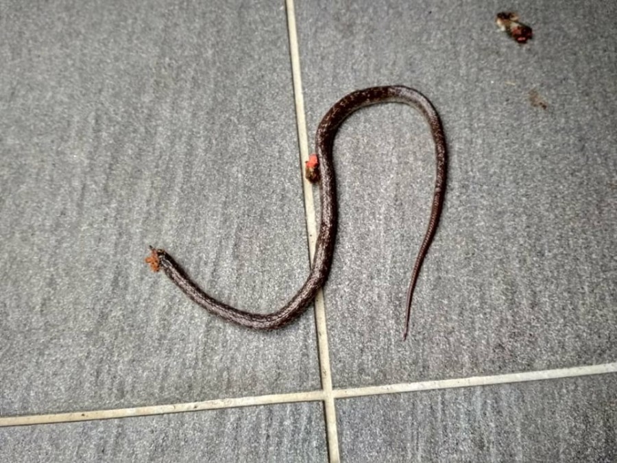 Venomous or not? Here’s a handy list of snakes commonly found in ...