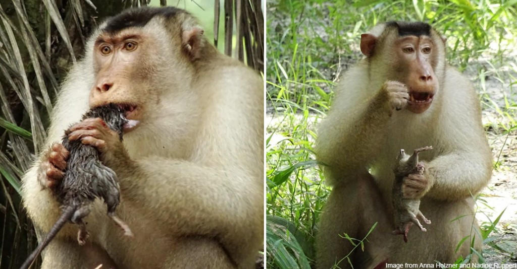 These endangered monkeys eat RATS… and end up saving Malaysian ...
