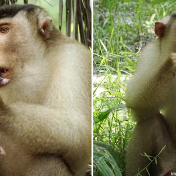 These endangered monkeys eat RATS… and end up saving Malaysian ...
