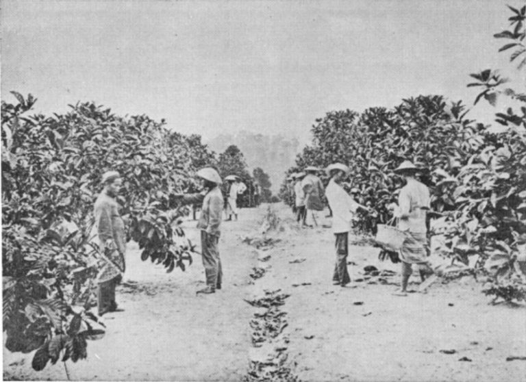 In the 1800s, Johor and Singapore implemented the… Kongkek System?