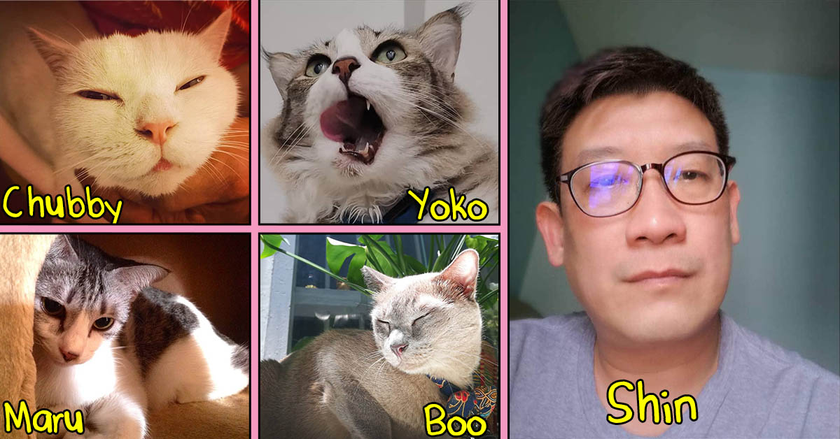 The lockdown may end Penang’s only cat art museum. Here’s how you can ...