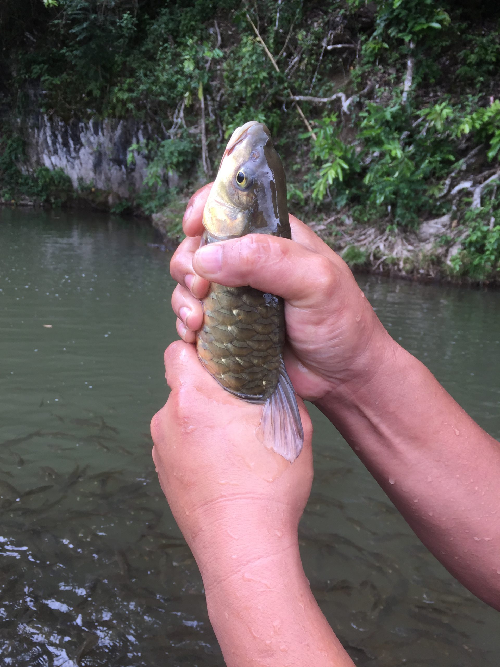 How did this RM15K Sabahan fish confuse scientists around the world?