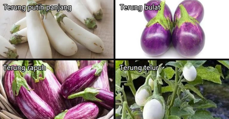 5 juicy terung facts to read when you’re murung