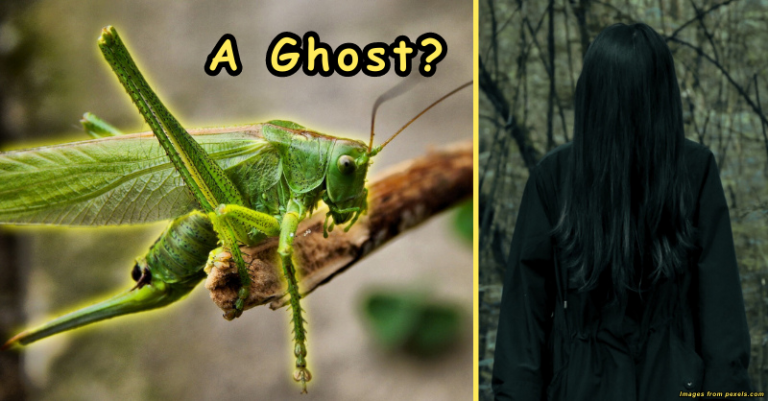 Blood, black magic, undead babies | Malaysia's Polong & Pelesit