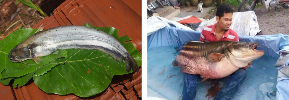 Malaysian rivers have a fish that preys on… people??