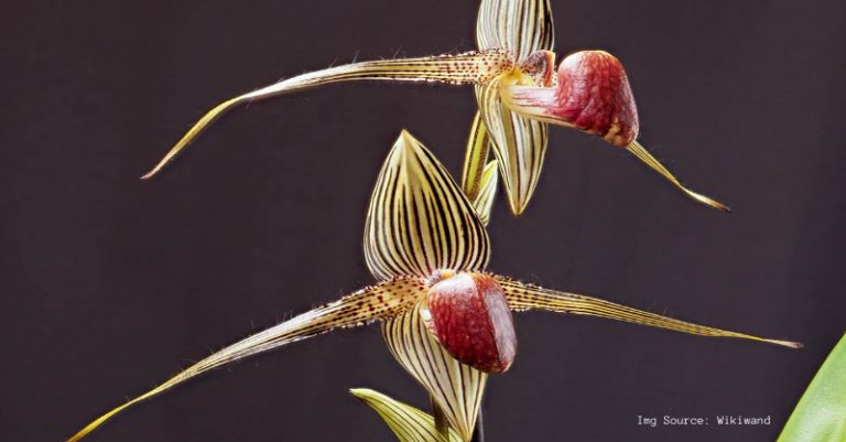 Gold of Kinabalu: One of the most expensive orchids globally